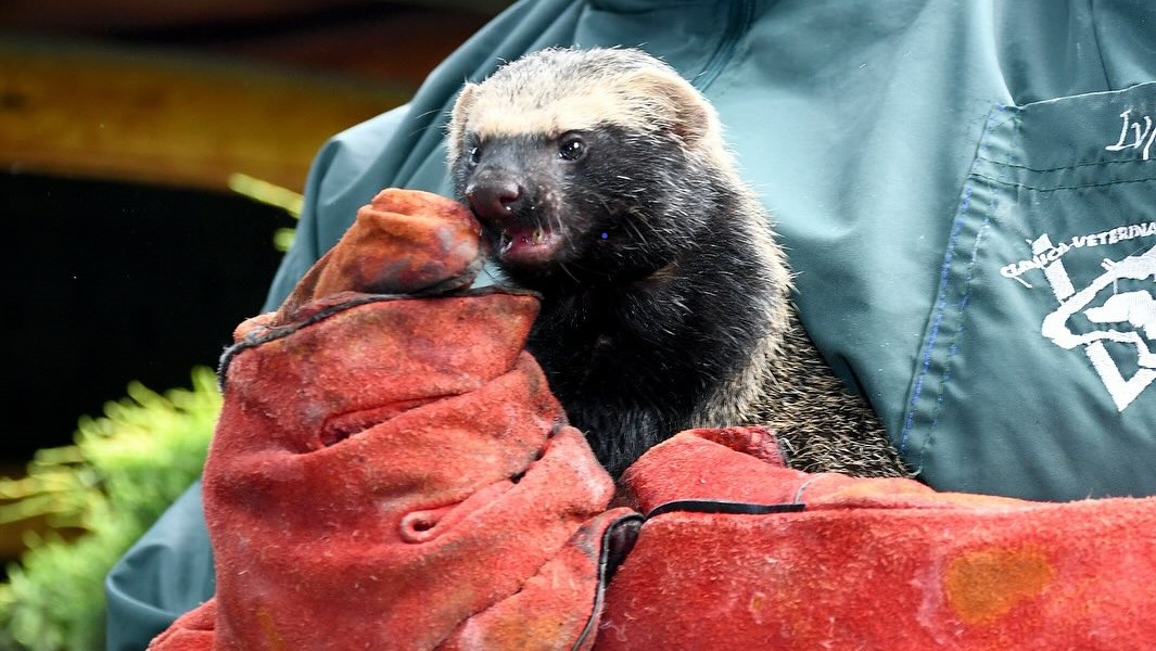 Municipalidad rescató un quique desorientado en el sector poniente de ...